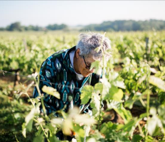 A committed and HVE and TERRA VITIS certified vineyard - Château de Garbes
